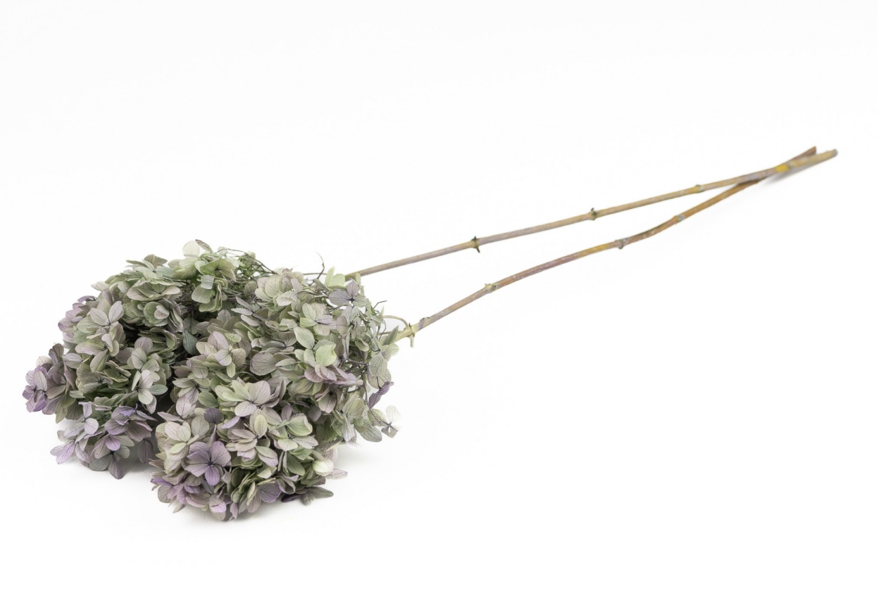 Hortensia stabilisé sur tige | Ateliers Ouchamp